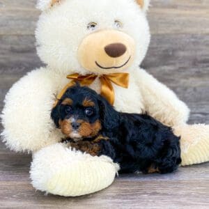 Charlotte Dog Club | Puppies For Sale | Charlotte, NC