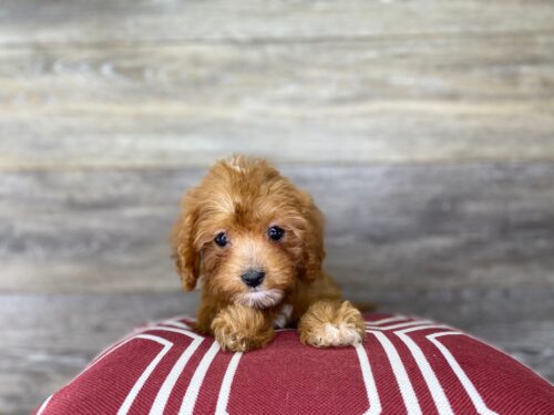 Puppies For Sale | Charlotte, NC | Charlotte Dog Club