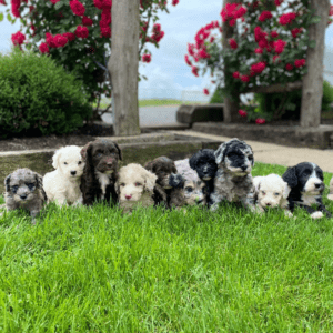Charlotte Dog Club | Puppies For Sale | Charlotte, NC