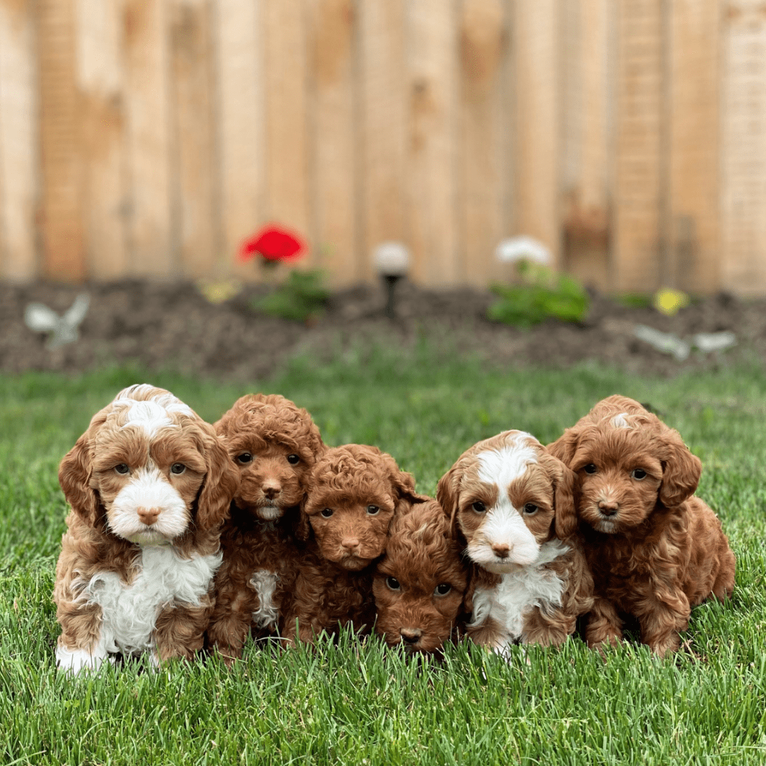 Charlotte Dog Club | Puppies For Sale | Charlotte, NC