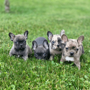 Charlotte Dog Club | Puppies For Sale | Charlotte, NC