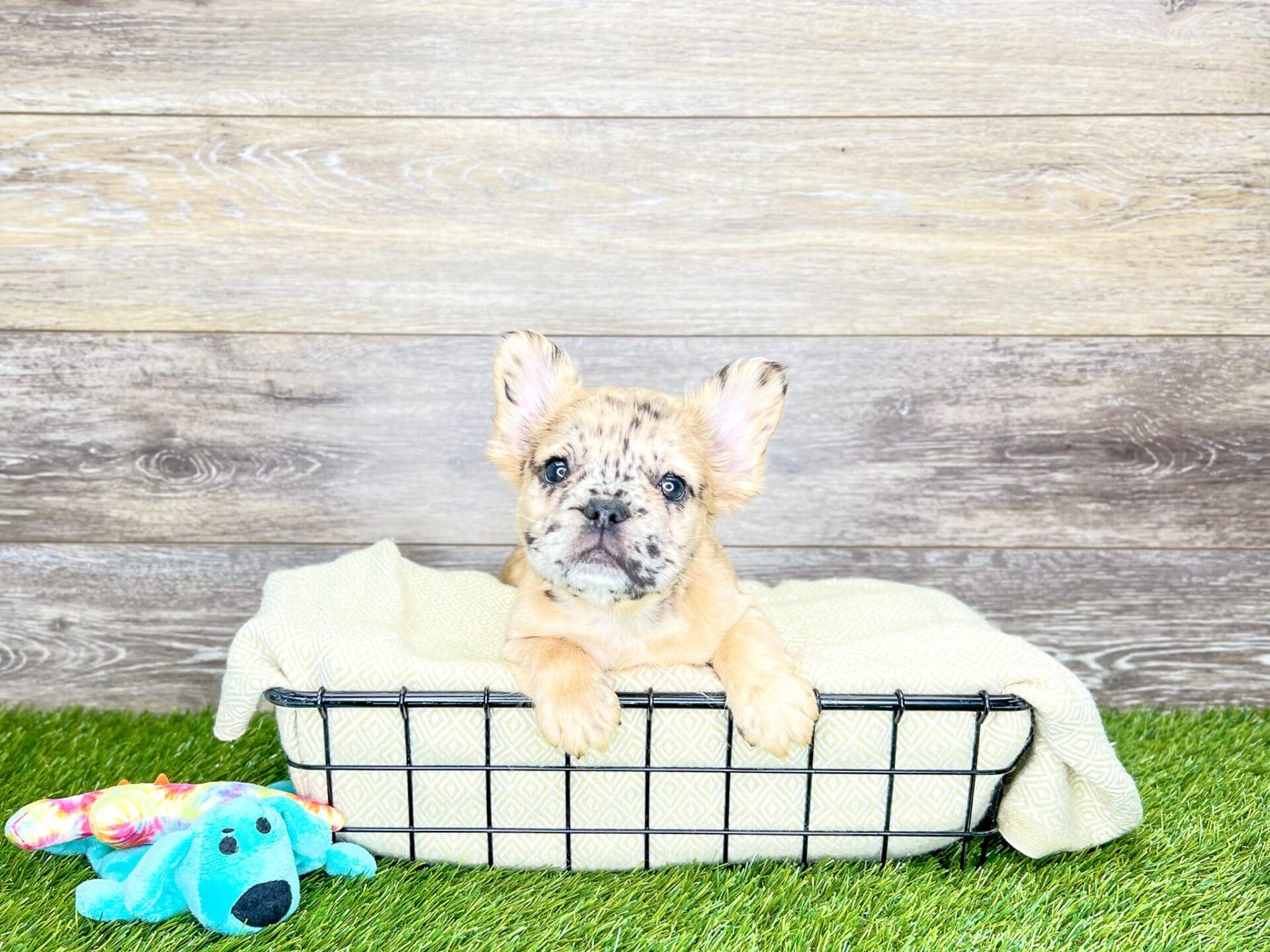 Puppies For Sale | Charlotte, NC | Charlotte Dog Club