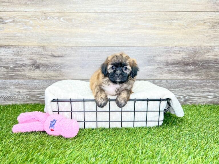 Puppies For Sale | Charlotte, NC | Charlotte Dog Club