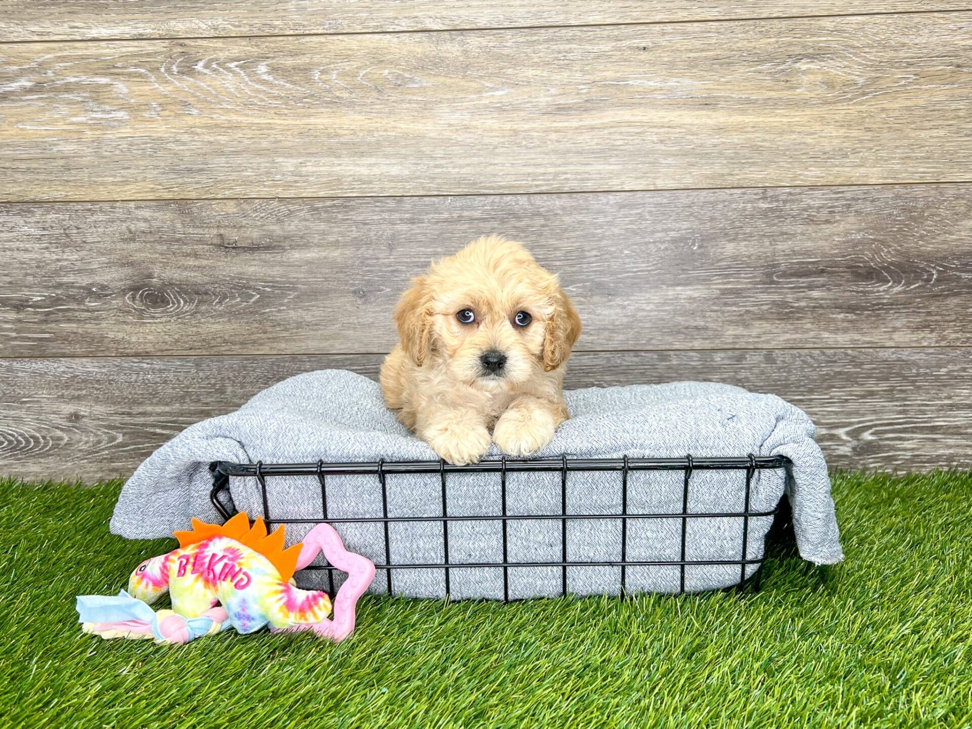 Puppies For Sale | Charlotte, NC | Charlotte Dog Club