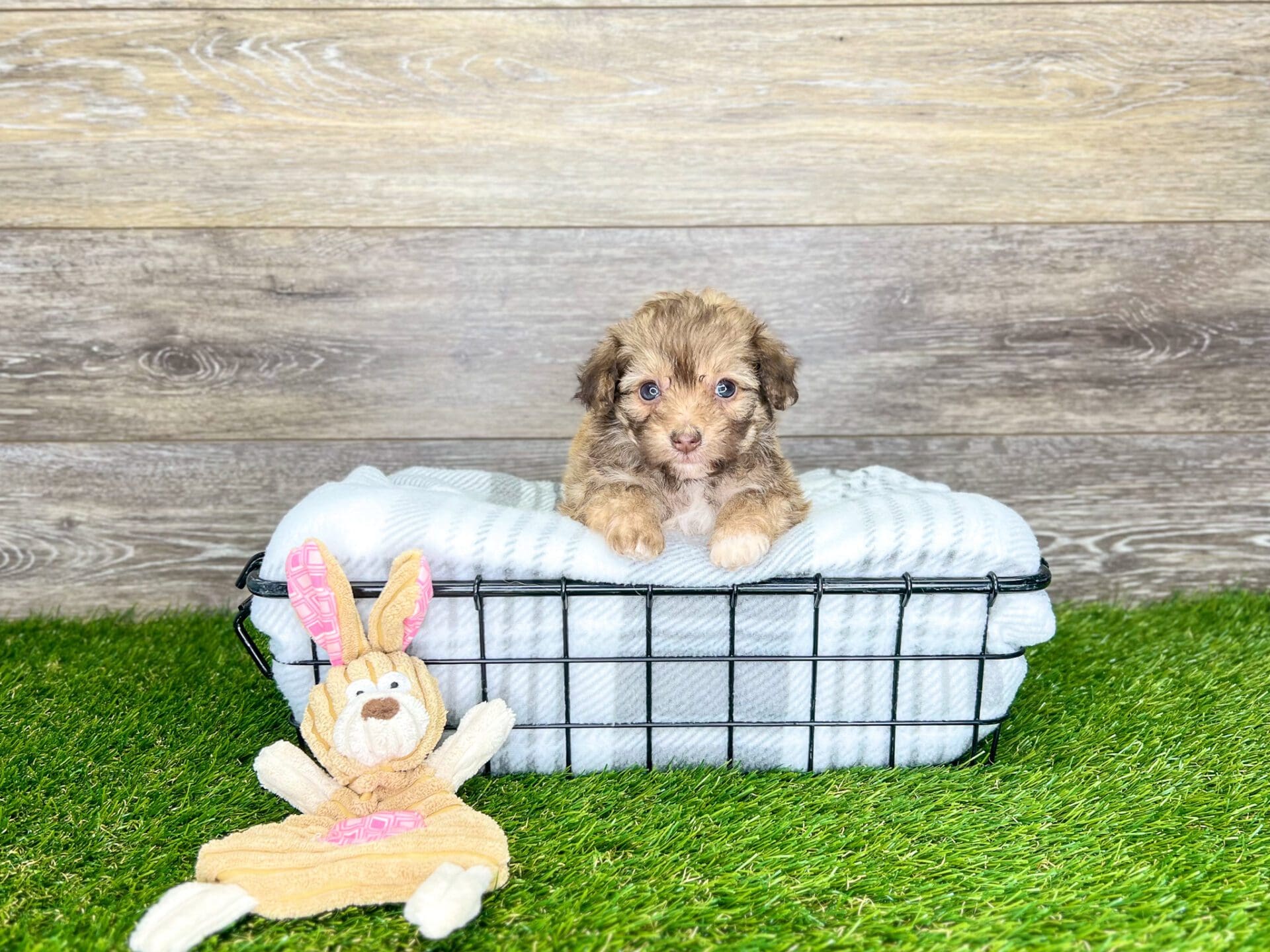 Puppies For Sale | Charlotte, NC | Charlotte Dog Club