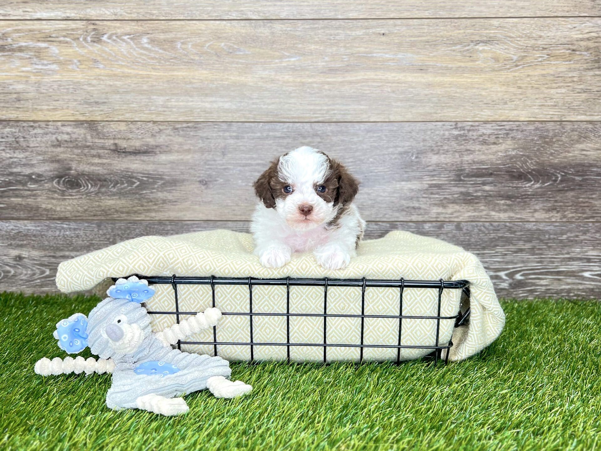 Puppies For Sale | Charlotte, NC | Charlotte Dog Club