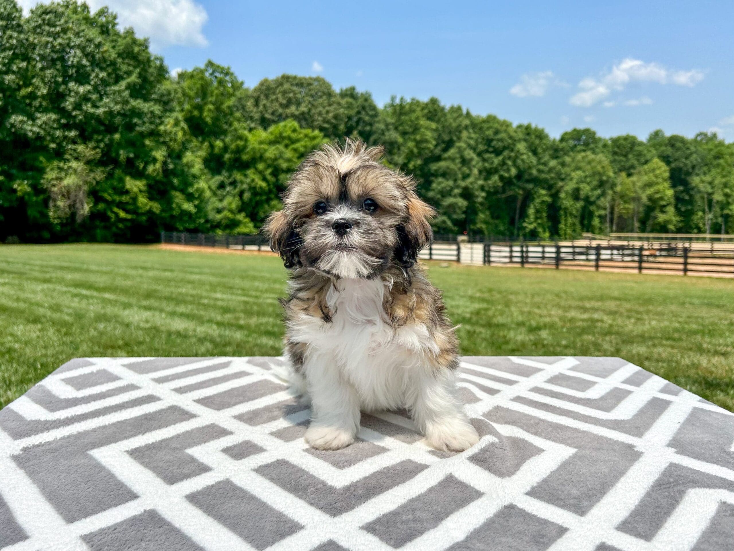 Puppies For Sale | Charlotte, NC | Charlotte Dog Club