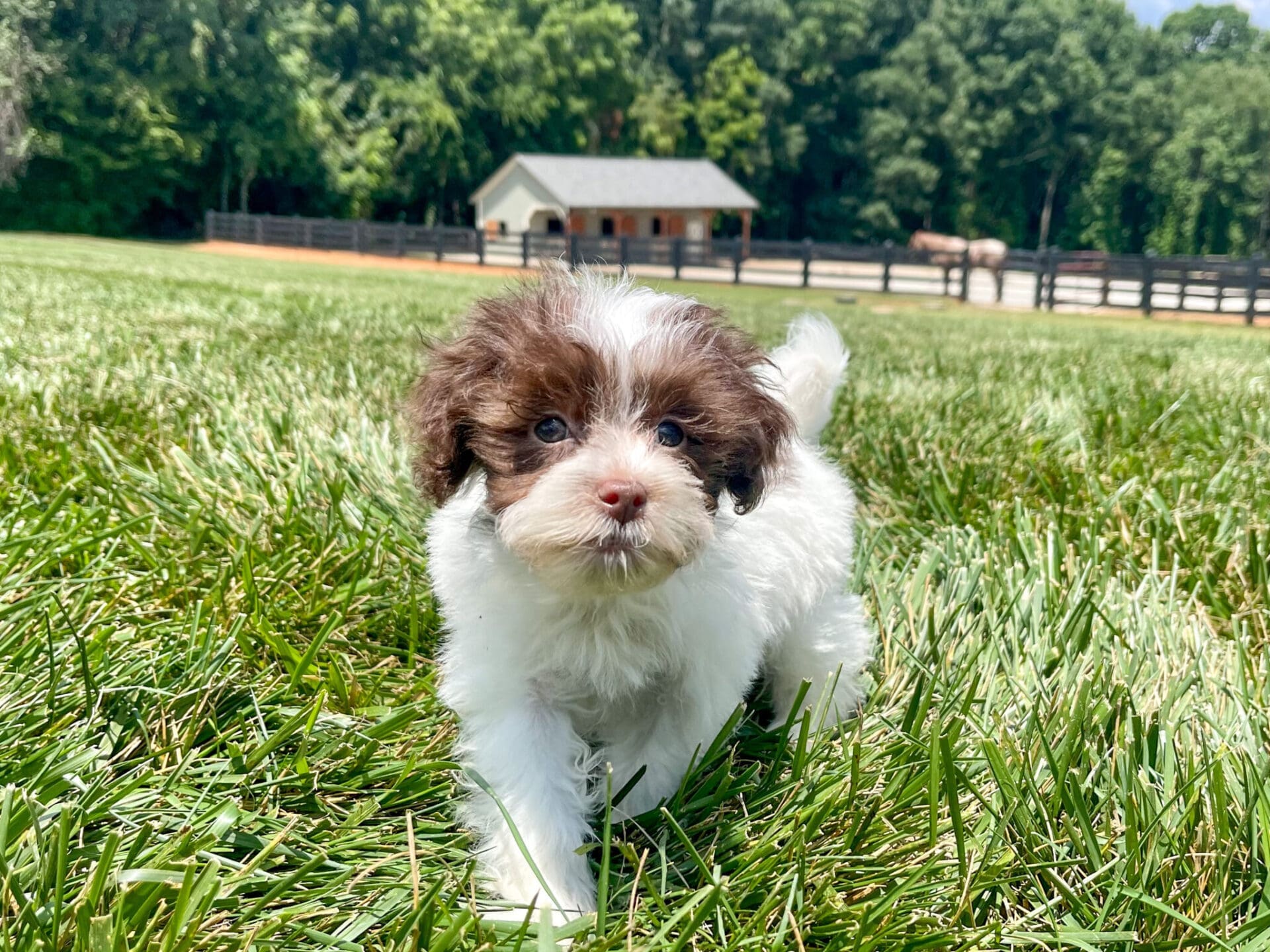Puppies For Sale | Charlotte, NC | Charlotte Dog Club