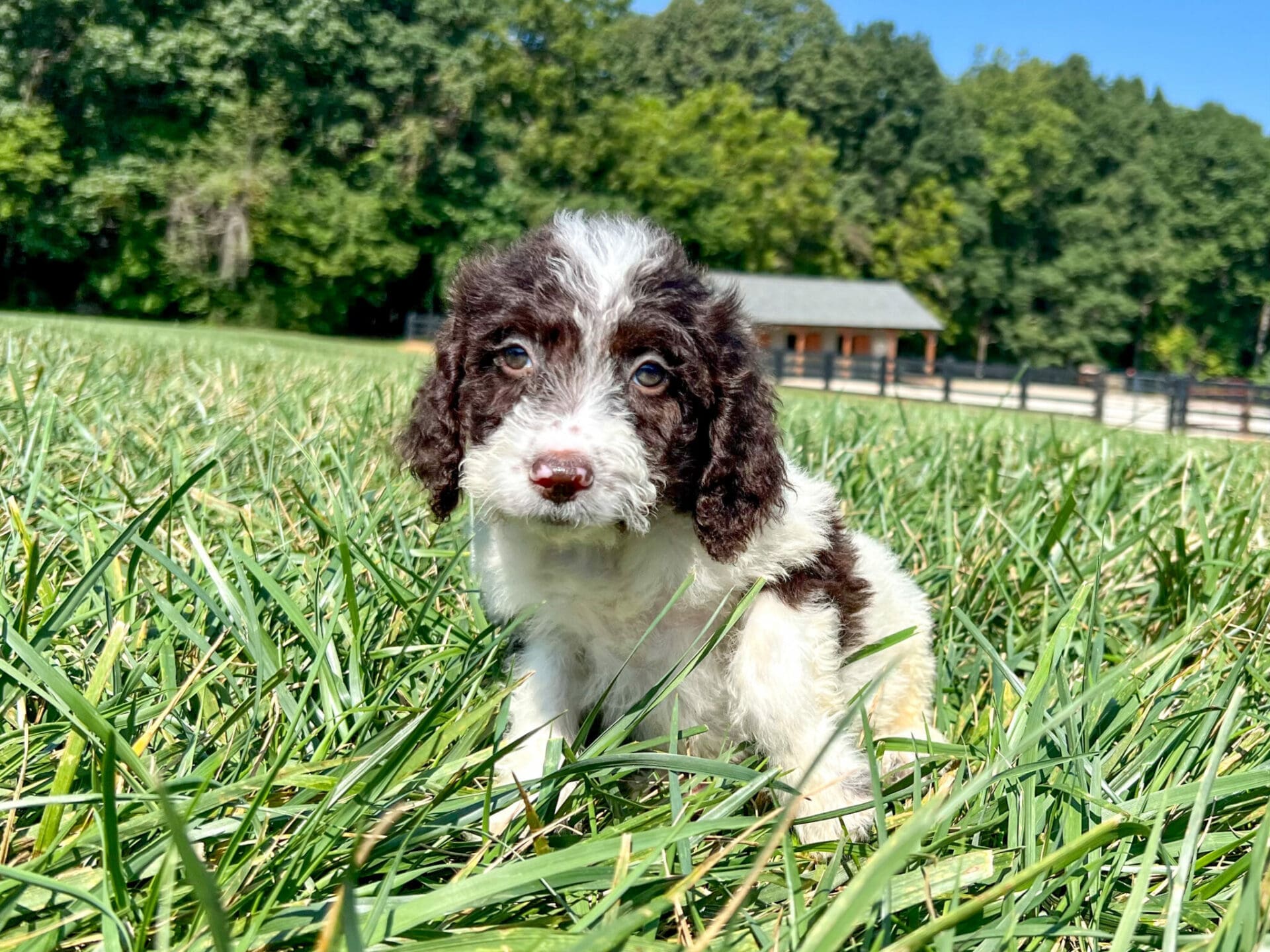 Puppies For Sale | Charlotte, NC | Charlotte Dog Club