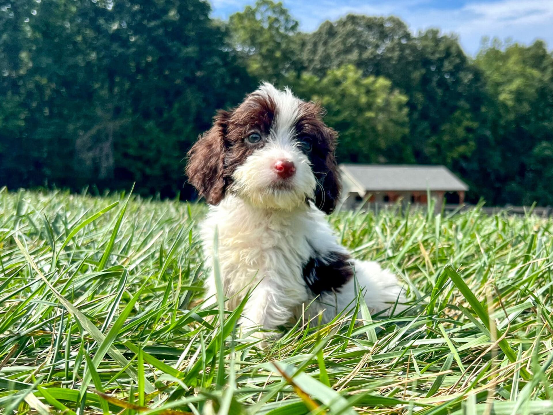 Puppies For Sale | Charlotte, NC | Charlotte Dog Club