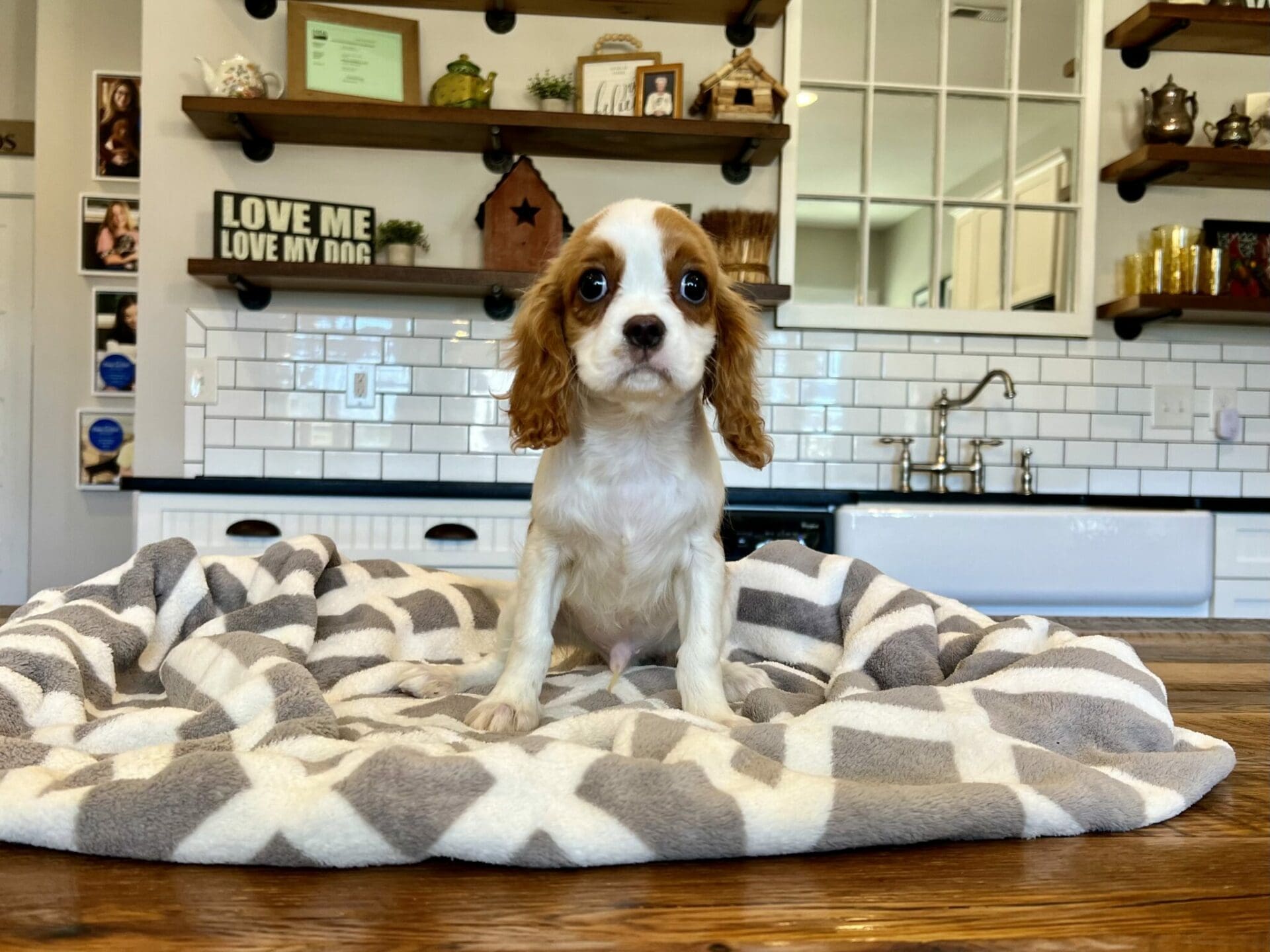 Puppies For Sale | Charlotte, NC | Charlotte Dog Club