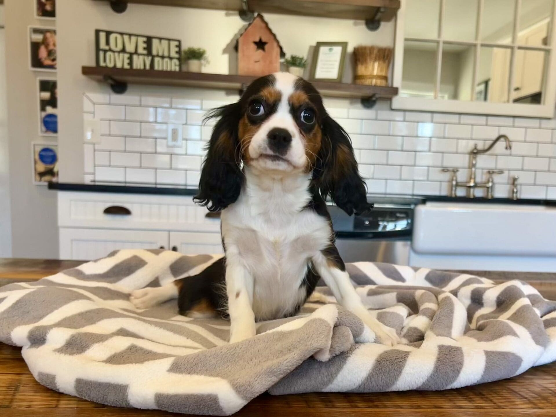 Puppies For Sale | Charlotte, NC | Charlotte Dog Club