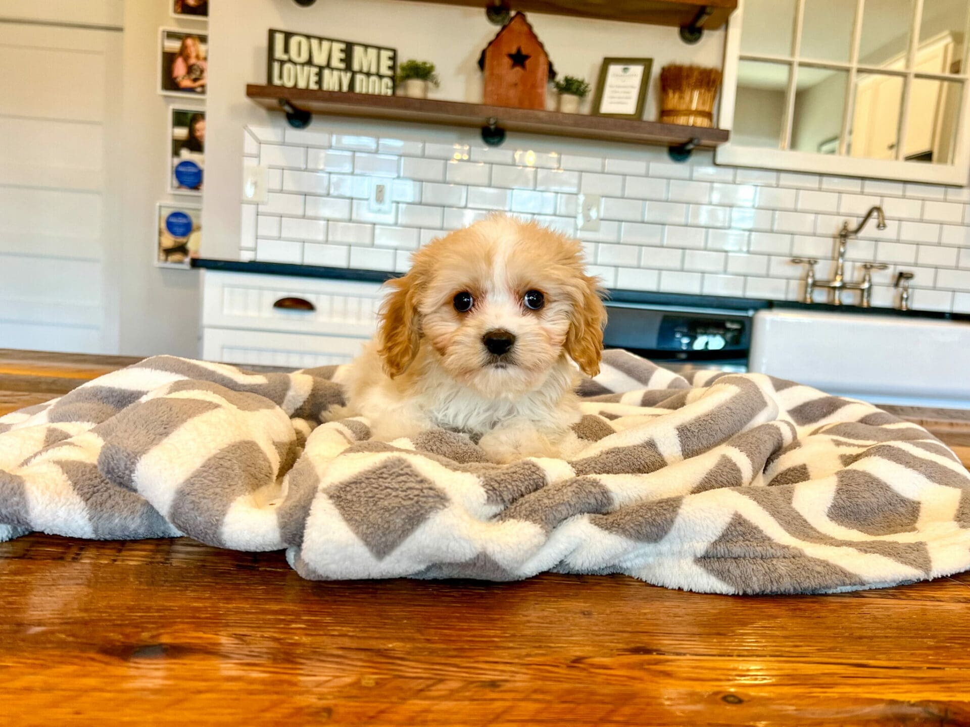 Puppies For Sale | Charlotte, NC | Charlotte Dog Club