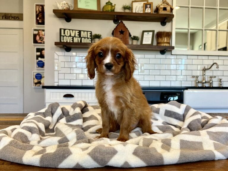 Puppies For Sale | Charlotte, NC | Charlotte Dog Club