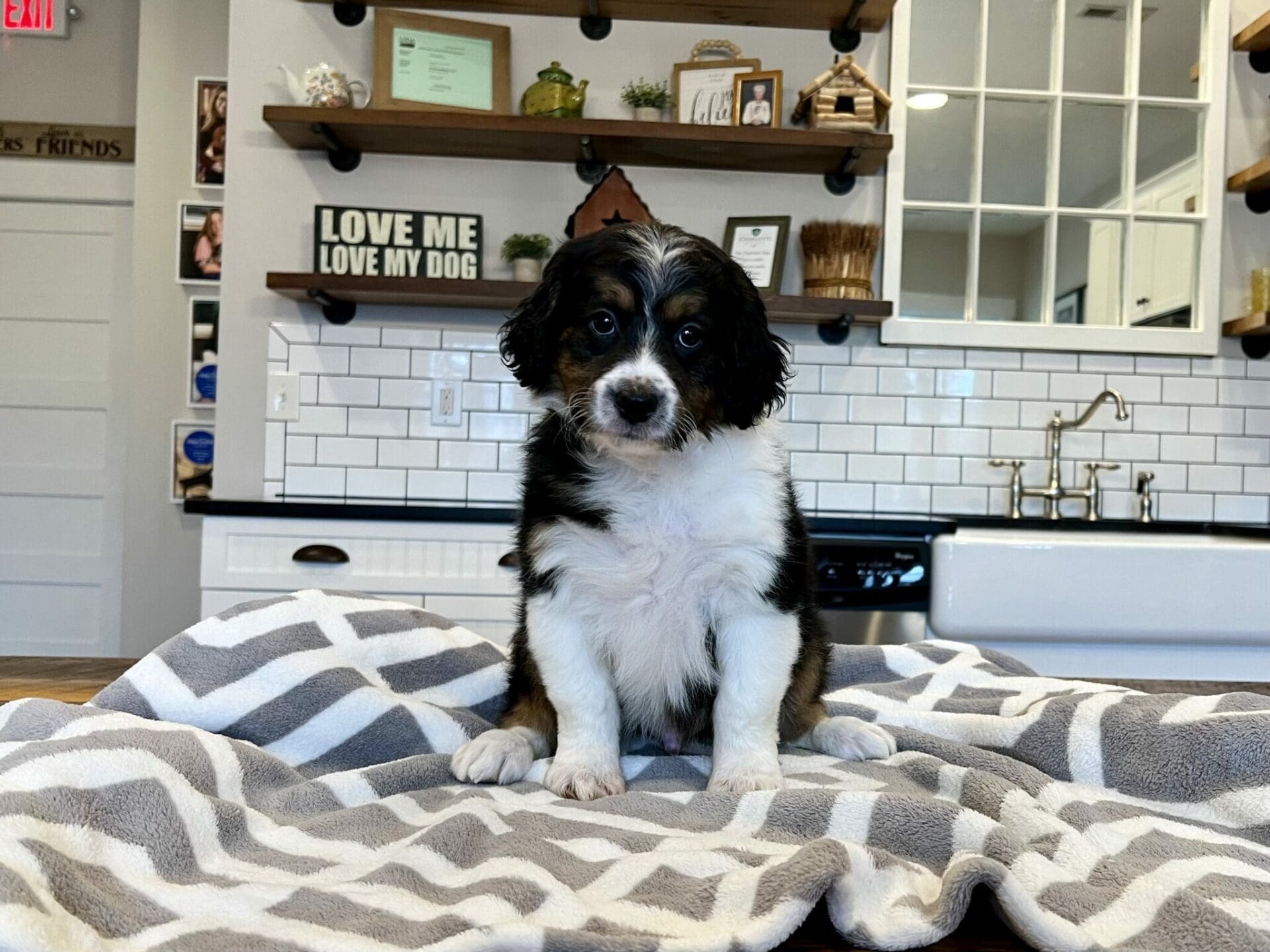 Puppies For Sale | Charlotte, NC | Charlotte Dog Club