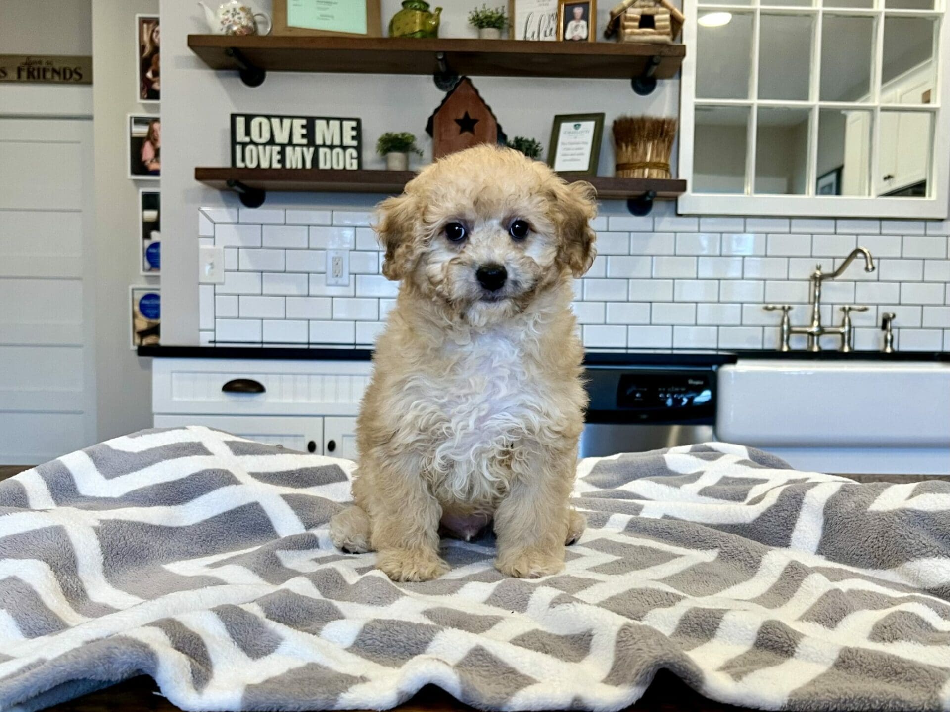 Puppies For Sale | Charlotte, NC | Charlotte Dog Club