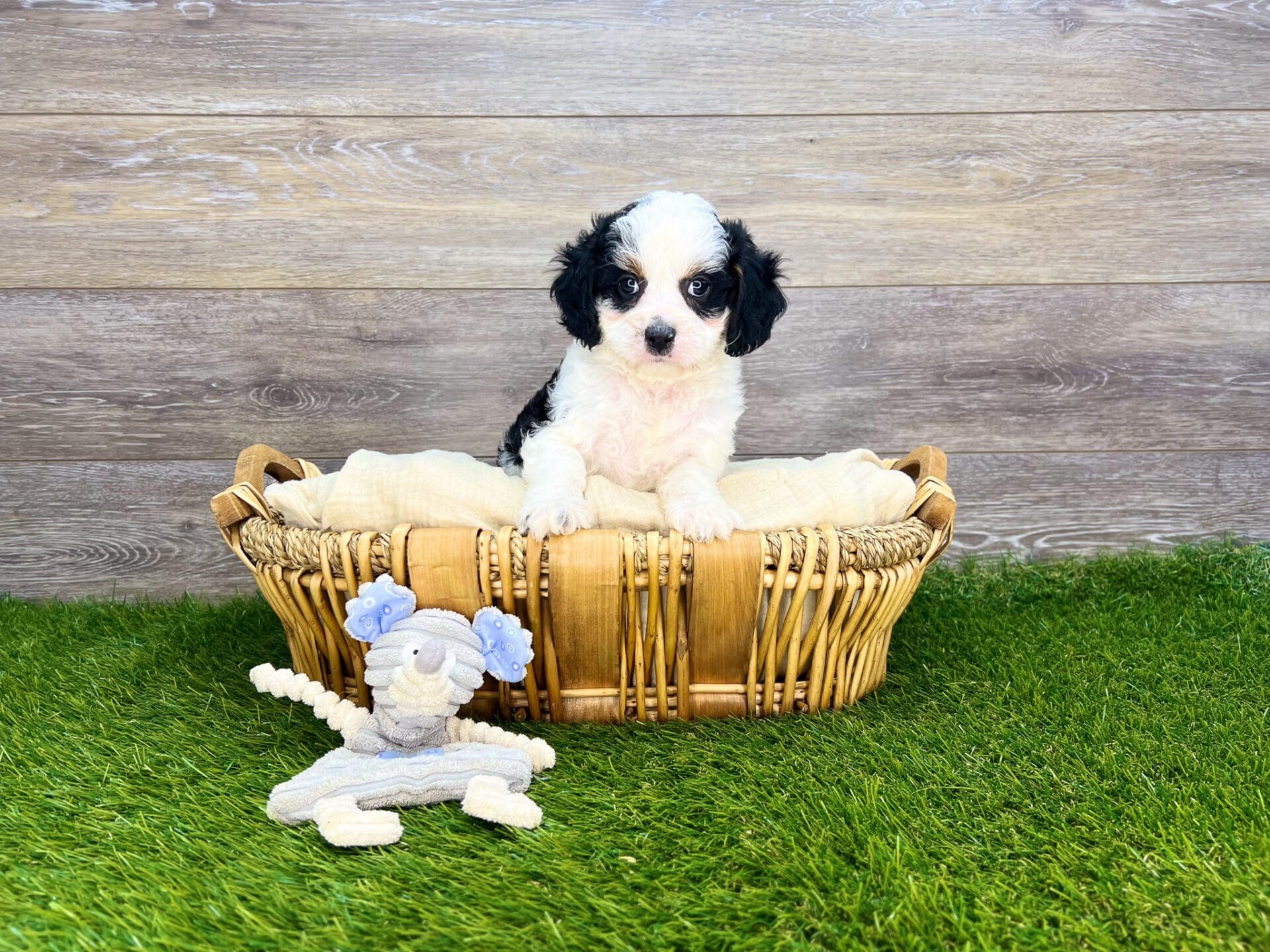 Puppies For Sale | Charlotte, NC | Charlotte Dog Club