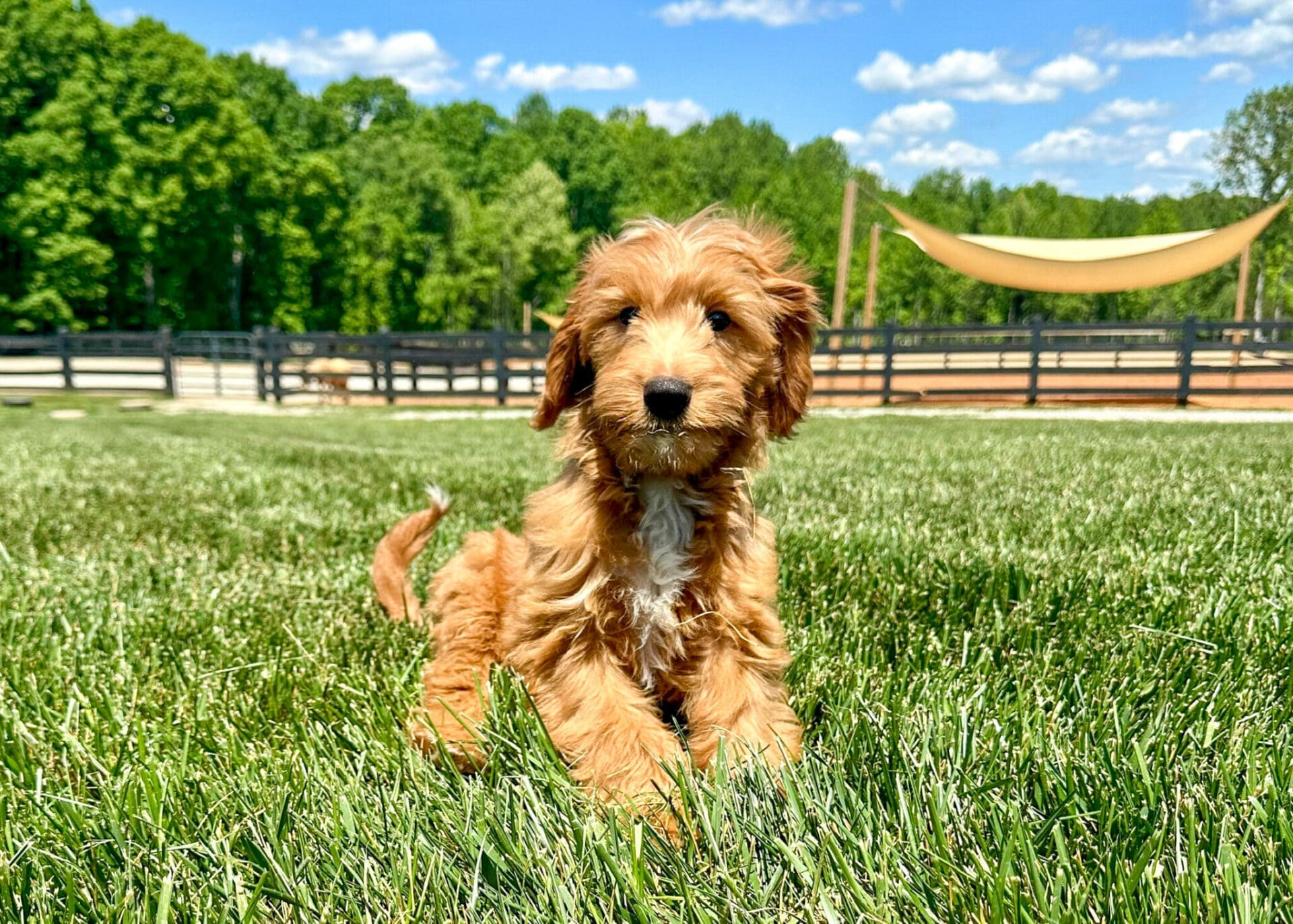 Puppies For Sale | Charlotte, NC | Charlotte Dog Club