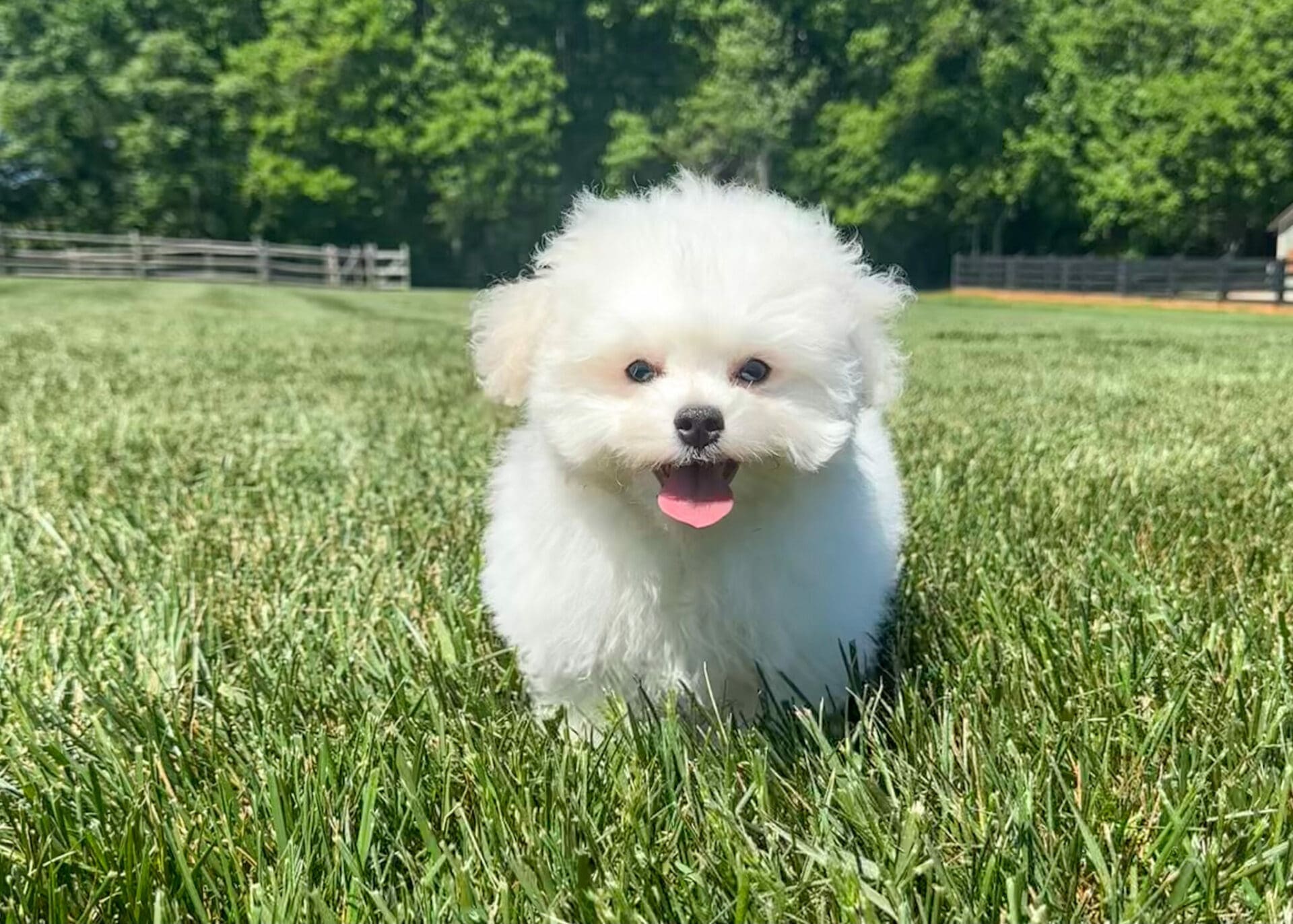 Puppies For Sale | Charlotte, NC | Charlotte Dog Club