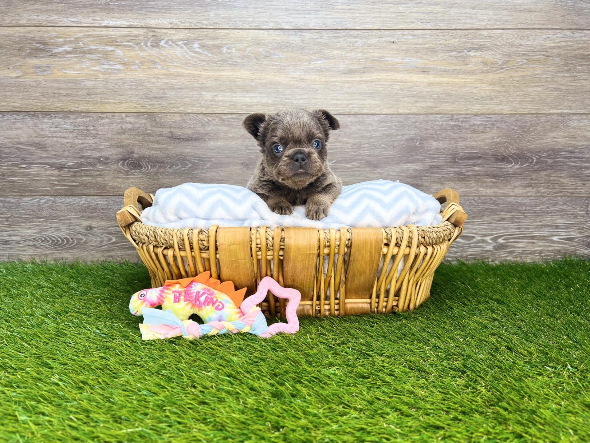 Puppies For Sale | Charlotte, NC | Charlotte Dog Club