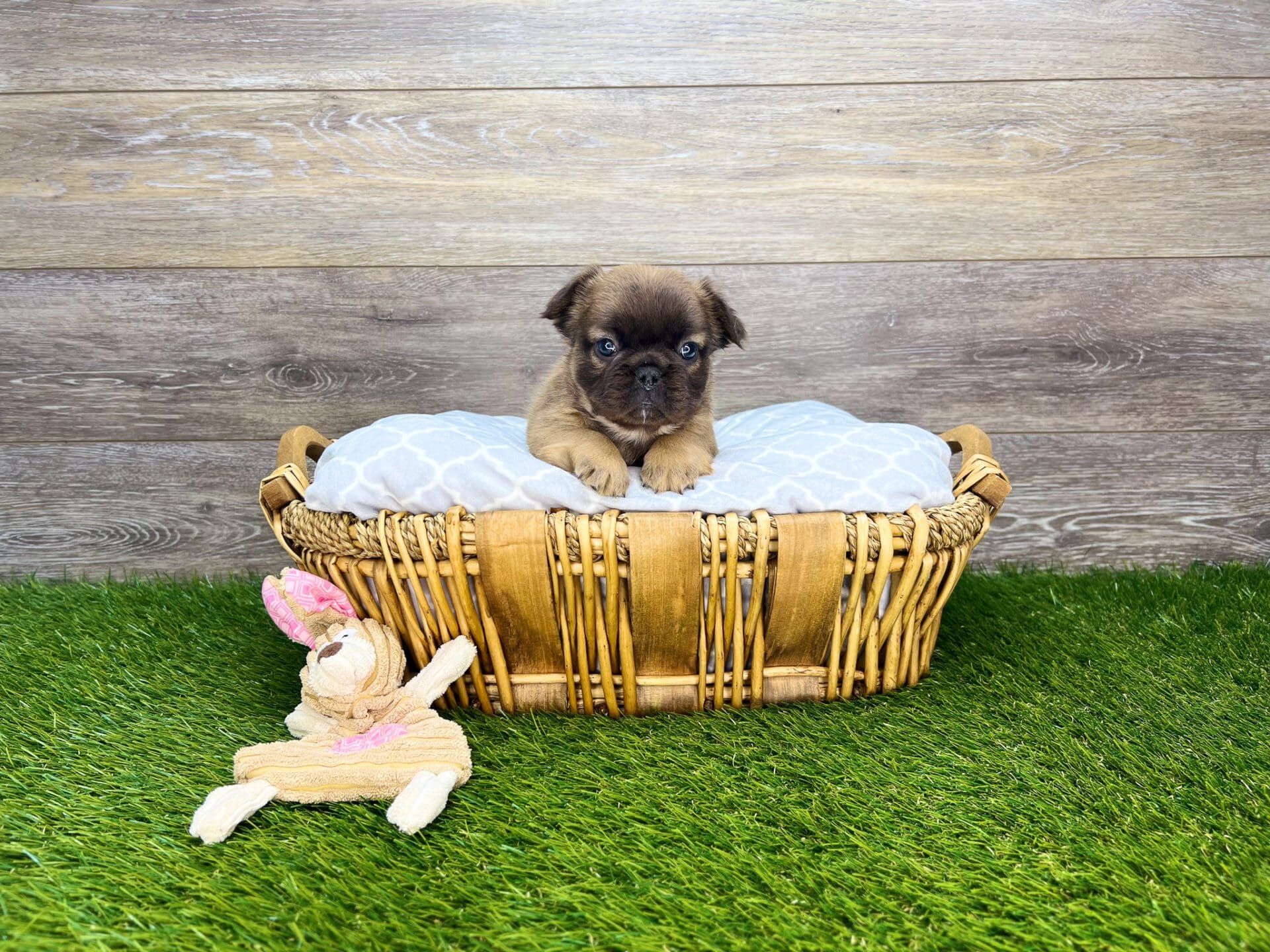 Puppies For Sale | Charlotte, NC | Charlotte Dog Club