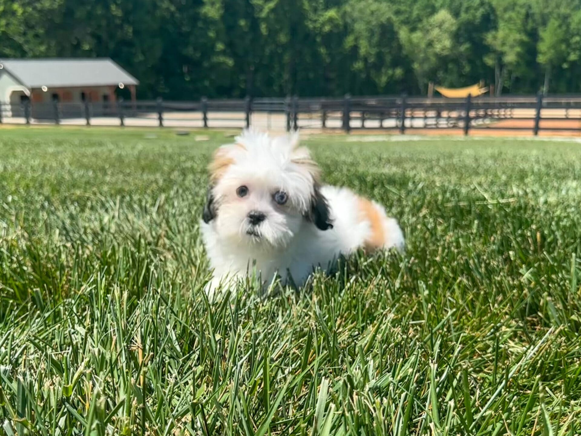 Puppies For Sale | Charlotte, NC | Charlotte Dog Club
