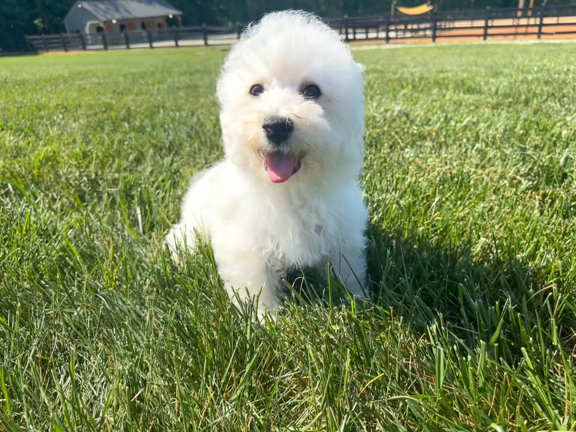Puppies For Sale | Charlotte, NC | Charlotte Dog Club
