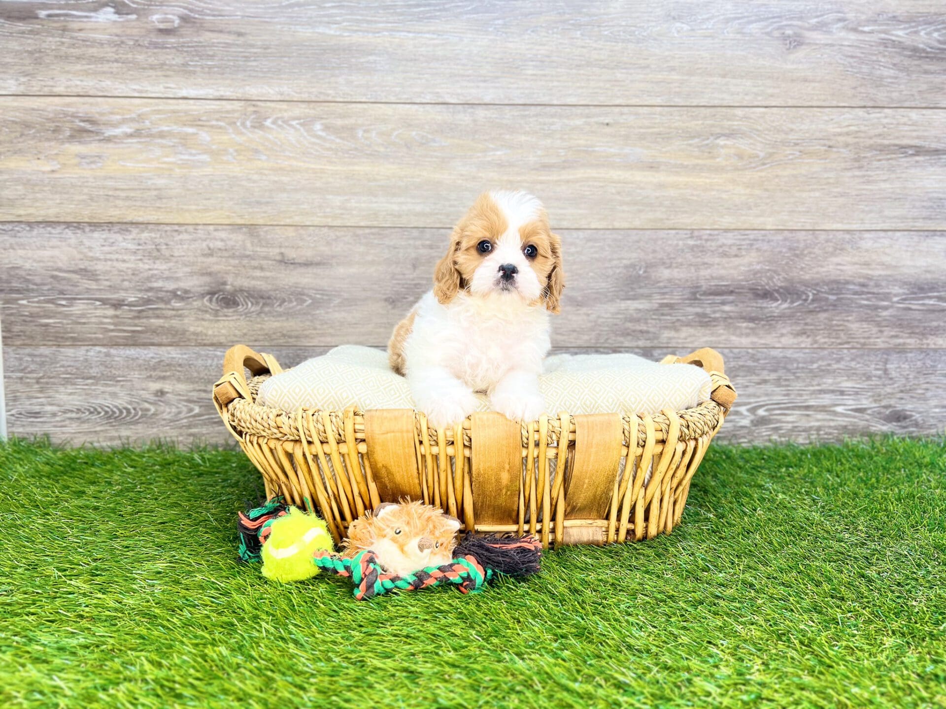 Puppies For Sale | Charlotte, NC | Charlotte Dog Club