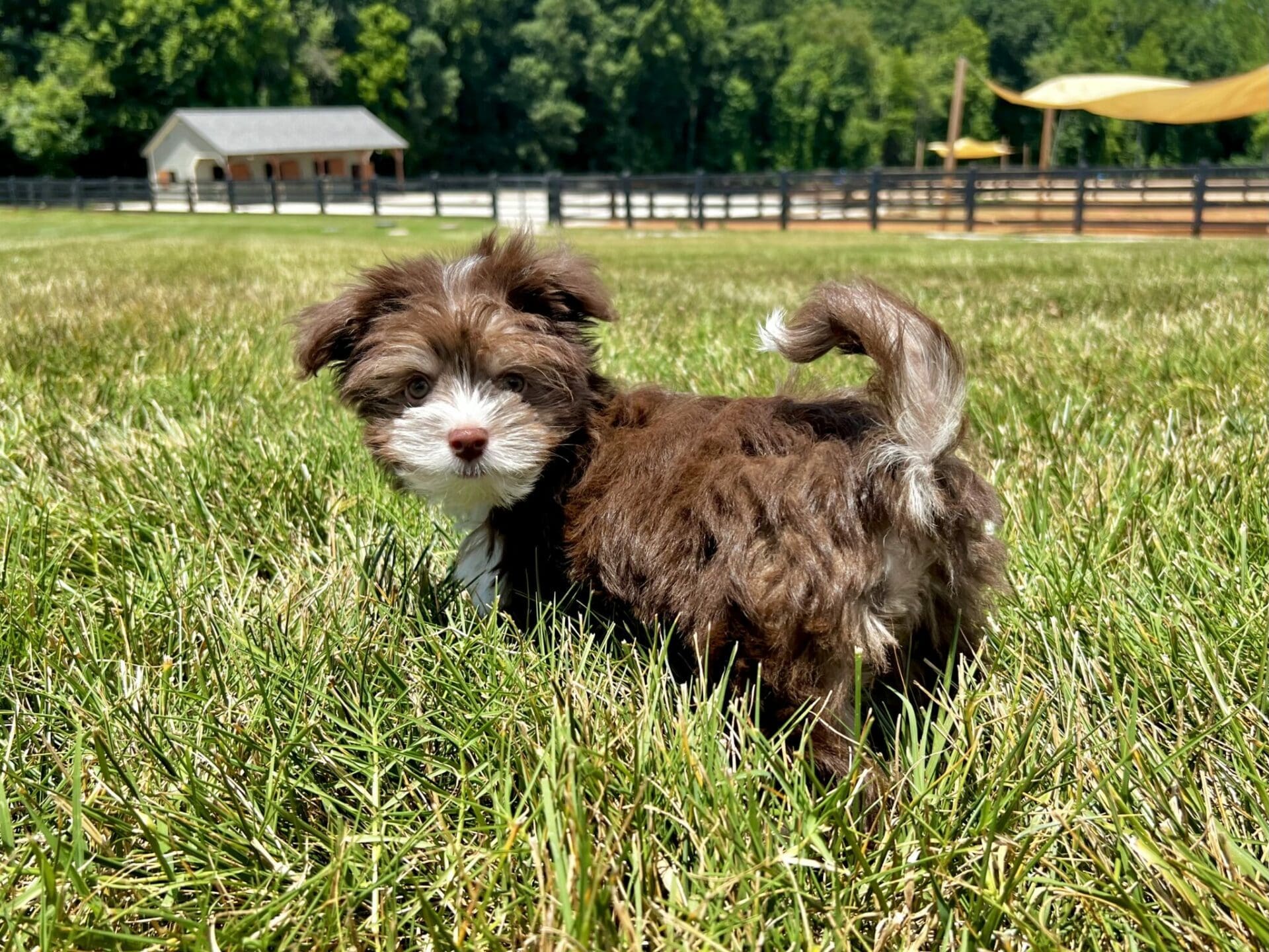 Puppies For Sale | Charlotte, NC | Charlotte Dog Club