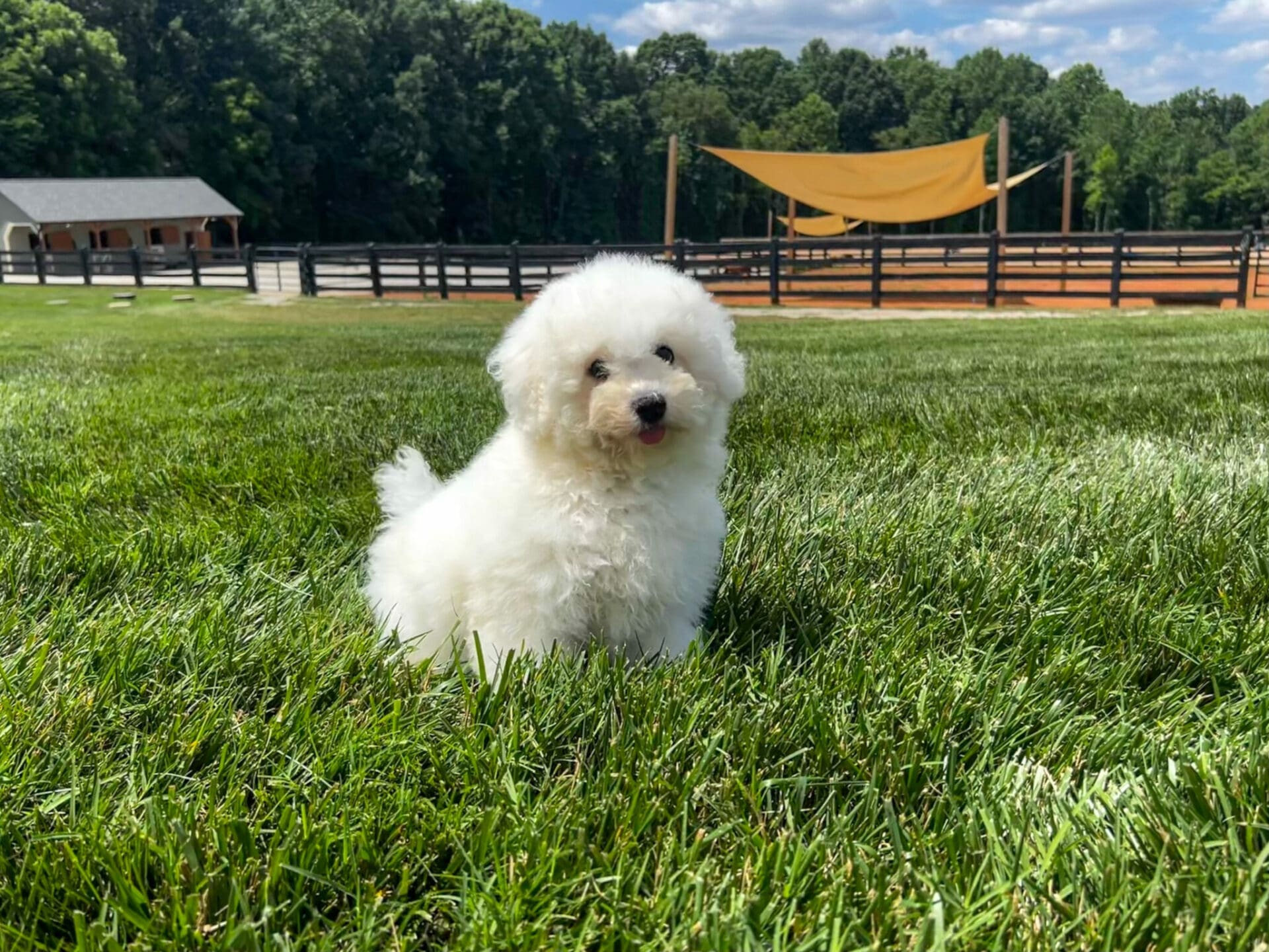 Puppies For Sale | Charlotte, NC | Charlotte Dog Club