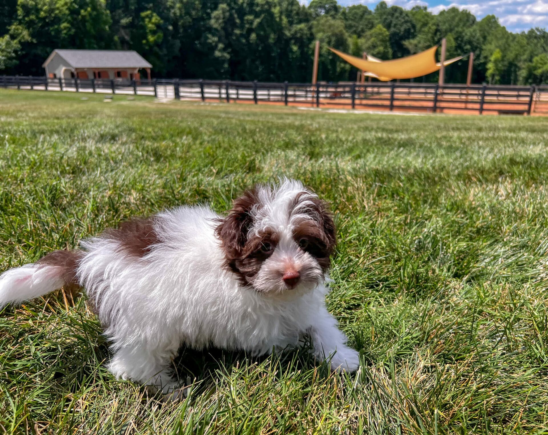 Puppies For Sale | Charlotte, NC | Charlotte Dog Club
