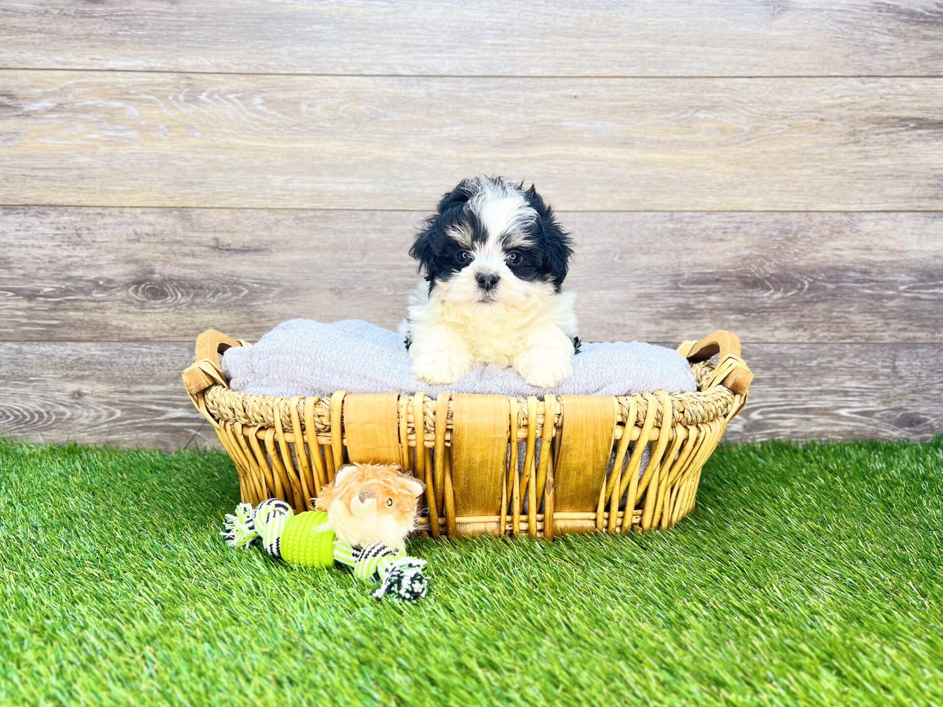 Puppies For Sale | Charlotte, NC | Charlotte Dog Club