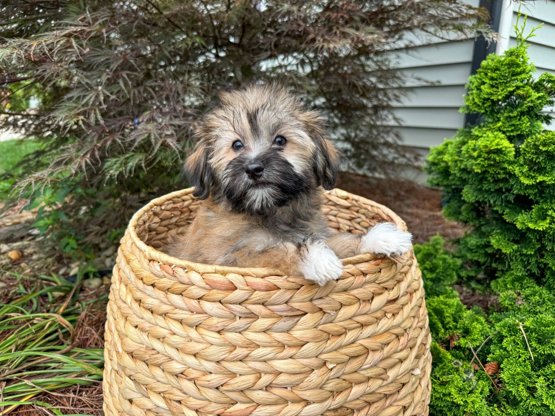 Puppies For Sale | Charlotte, NC | Charlotte Dog Club