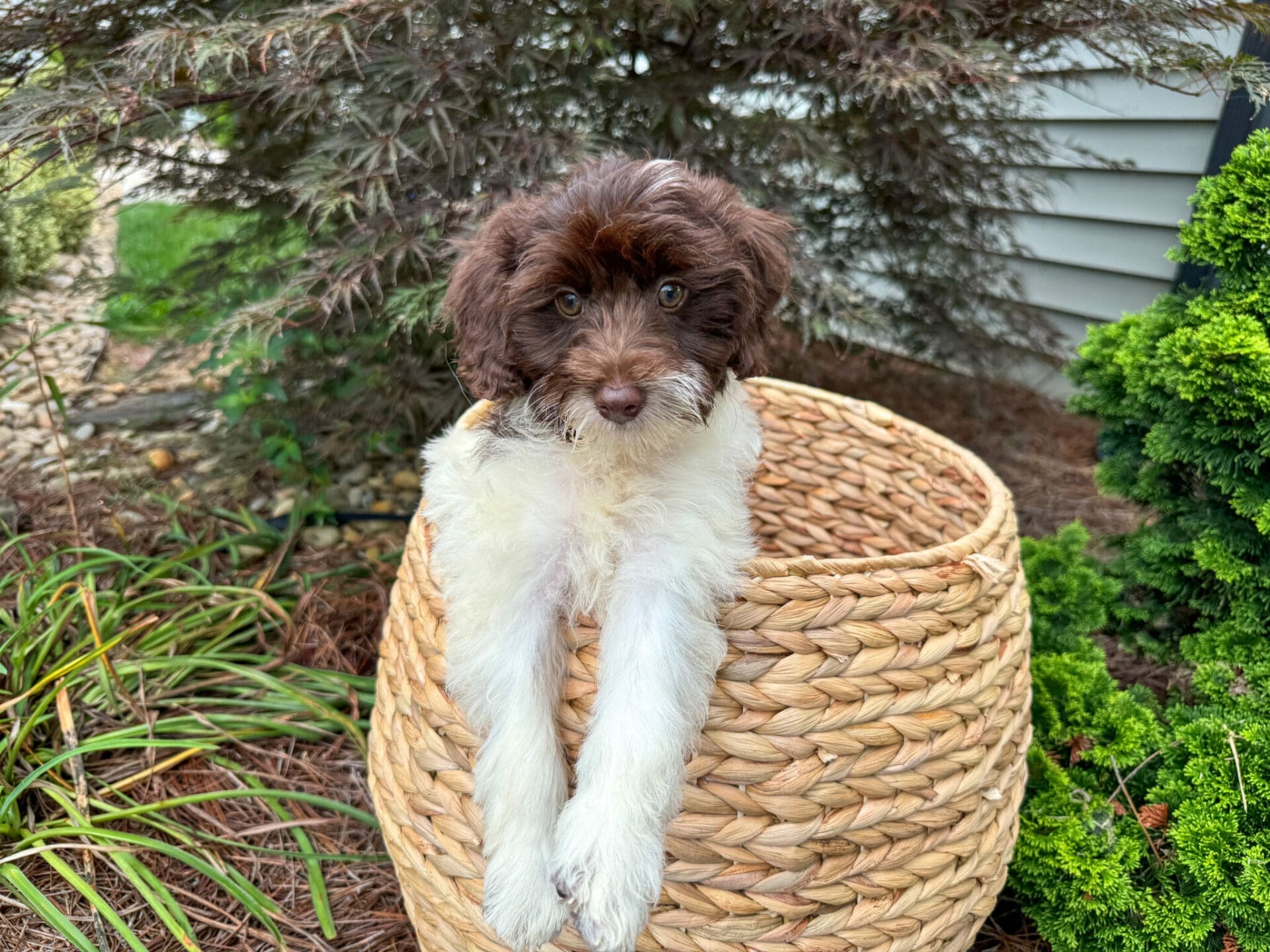 Puppies For Sale | Charlotte, NC | Charlotte Dog Club