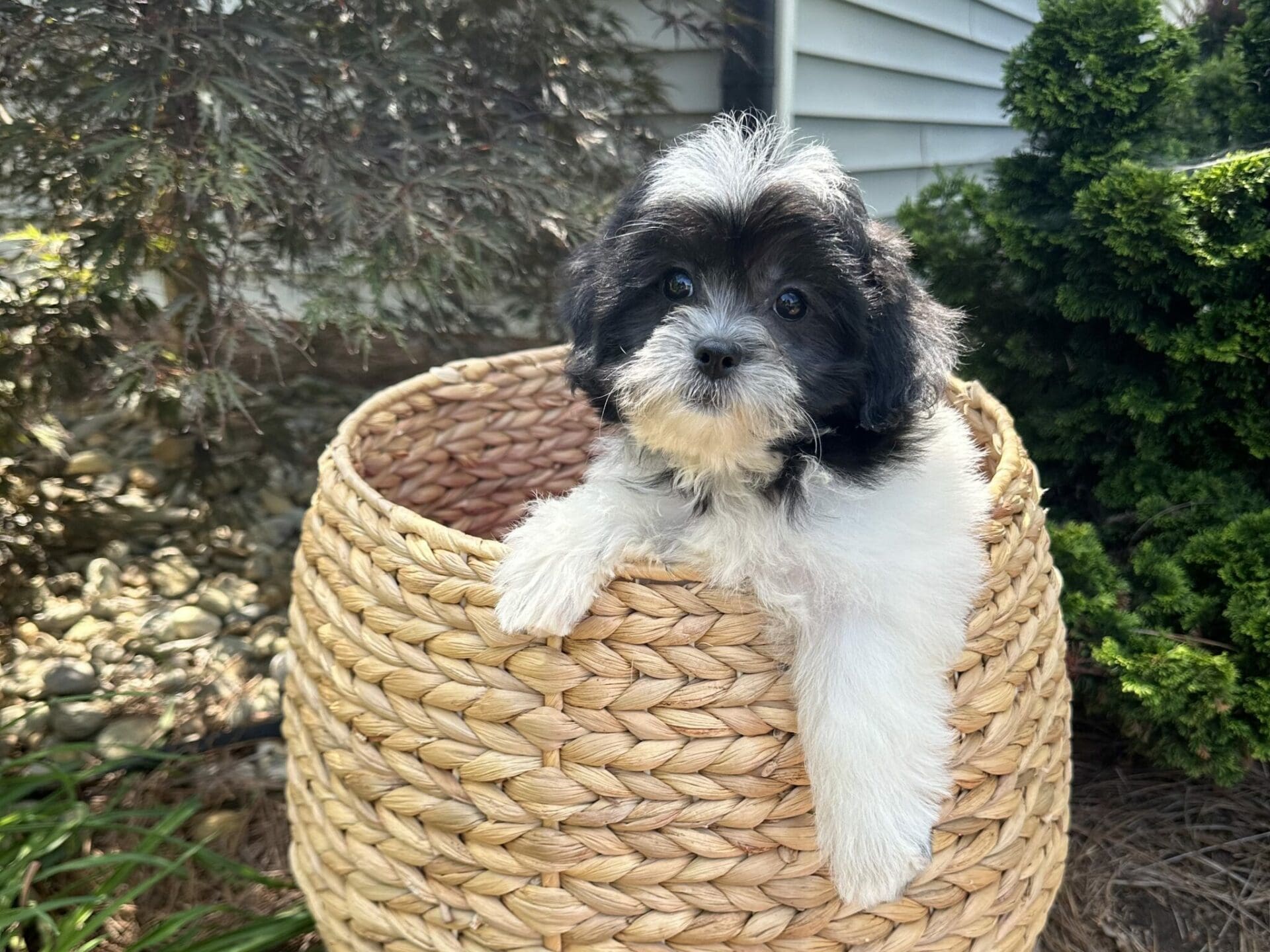 Puppies For Sale | Charlotte, NC | Charlotte Dog Club