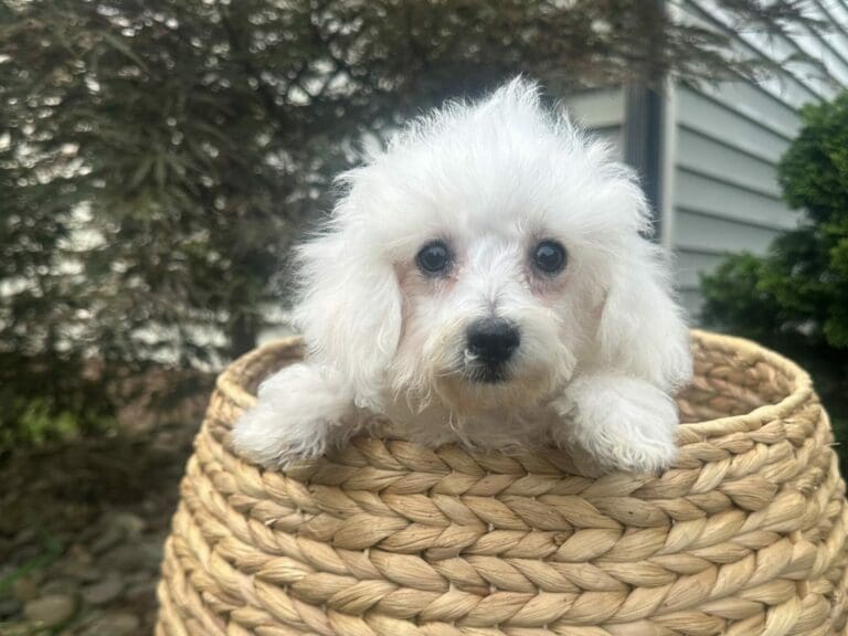 Puppies For Sale | Charlotte, NC | Charlotte Dog Club