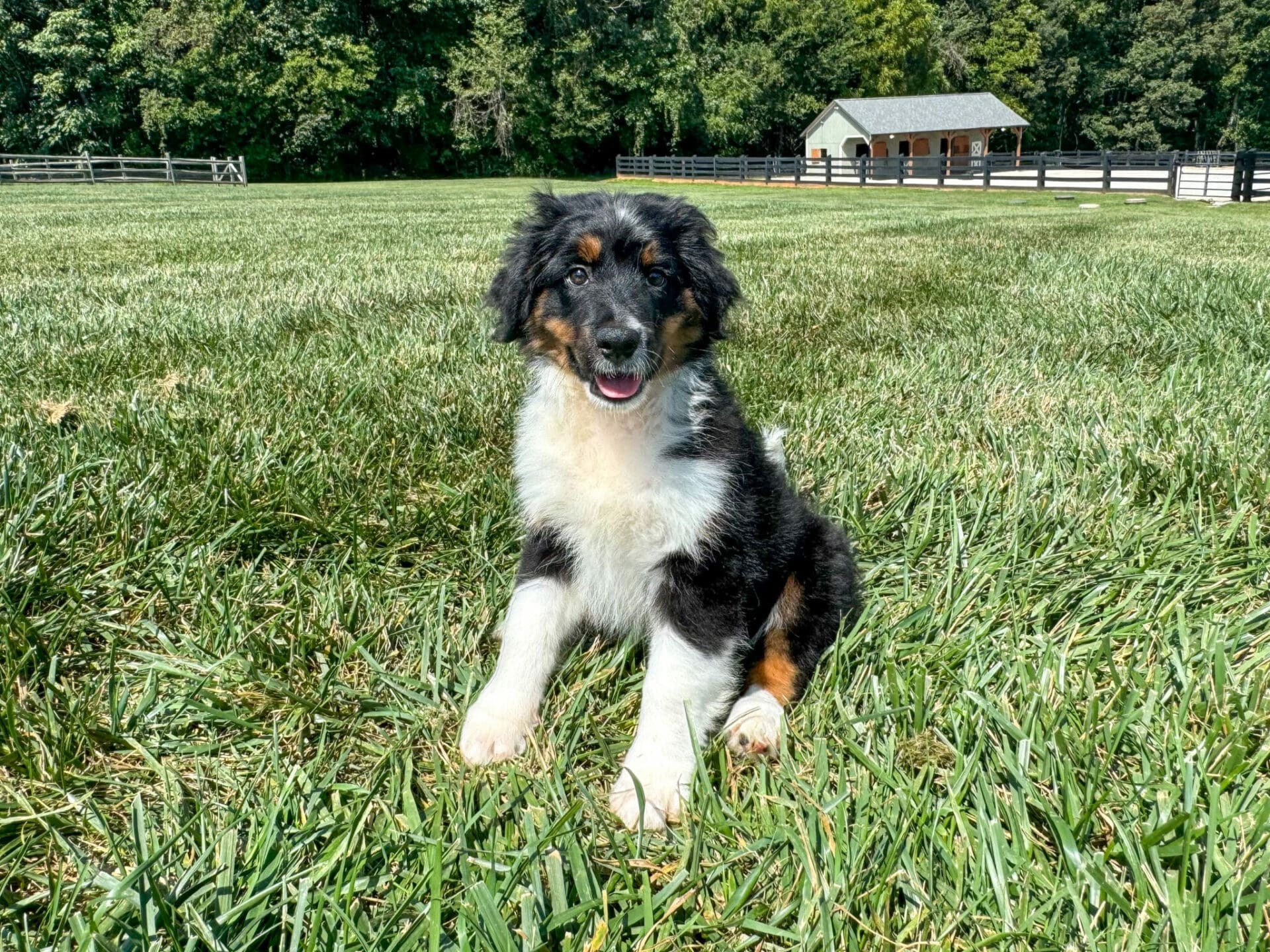 Puppies For Sale | Charlotte, NC | Charlotte Dog Club