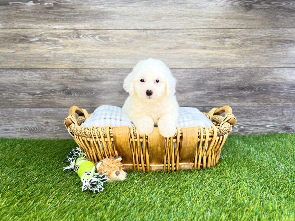 Puppies For Sale | Charlotte, NC | Charlotte Dog Club