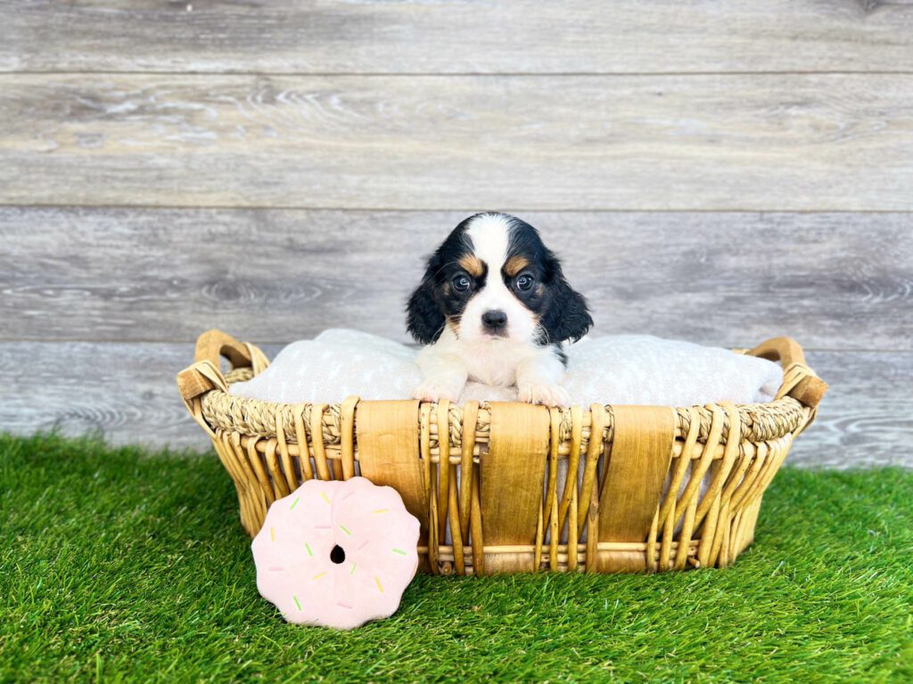 Puppies For Sale | Charlotte, NC | Charlotte Dog Club