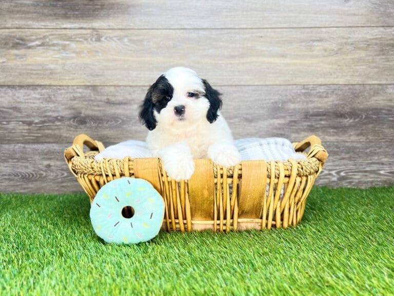 Puppies For Sale | Charlotte, NC | Charlotte Dog Club